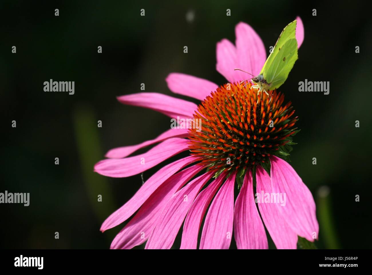 insect flower plant green butterfly purple orange brimstone butterfly ...