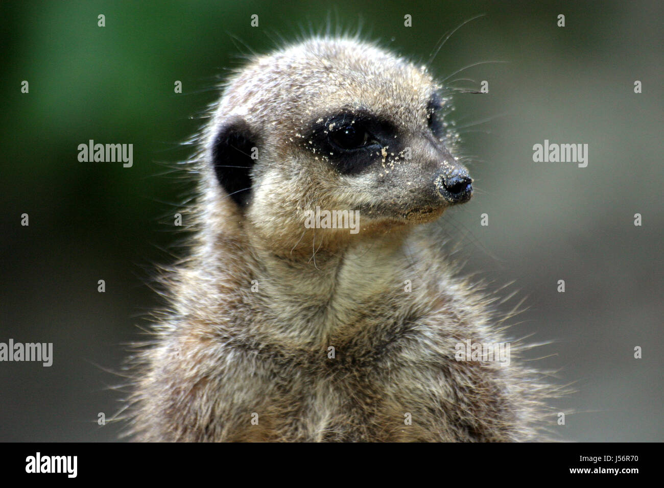 mammal witty mammals predator meerkat meerkats suricata suricatta ...