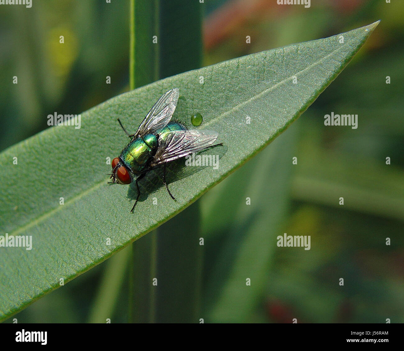 leaf macro close-up macro admission close up view flies insect insects ...