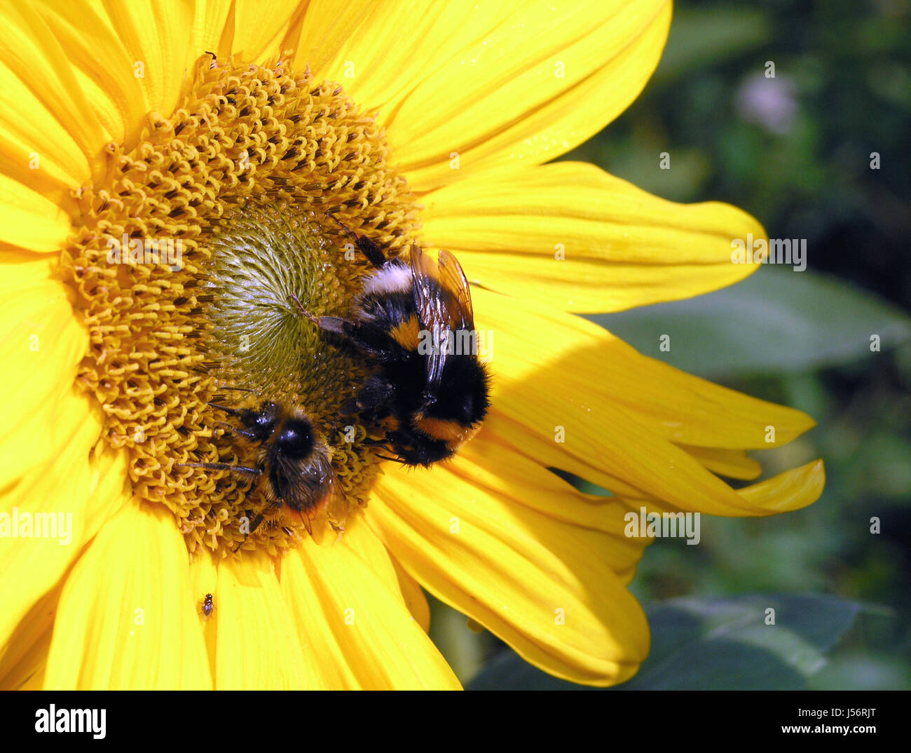 Flower size comparison hi-res stock photography and images - Alamy