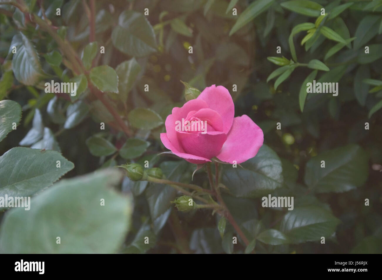 rose with face Stock Photo - Alamy