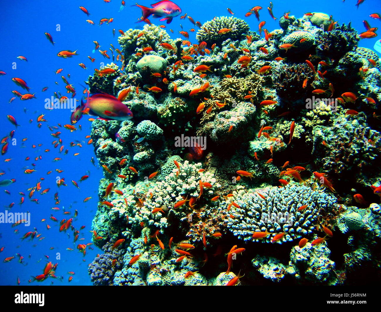 life is a coral block Stock Photo - Alamy