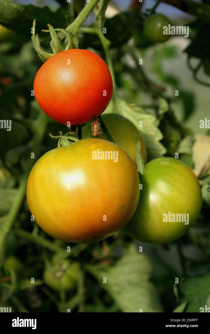 Different levels of maturity hi-res stock photography and images - Alamy