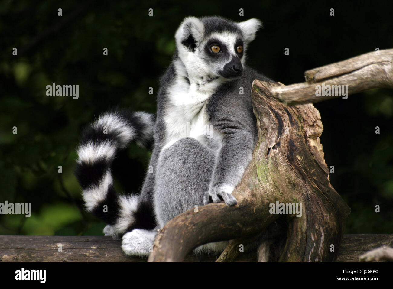 Katta portrt hi-res stock photography and images - Alamy