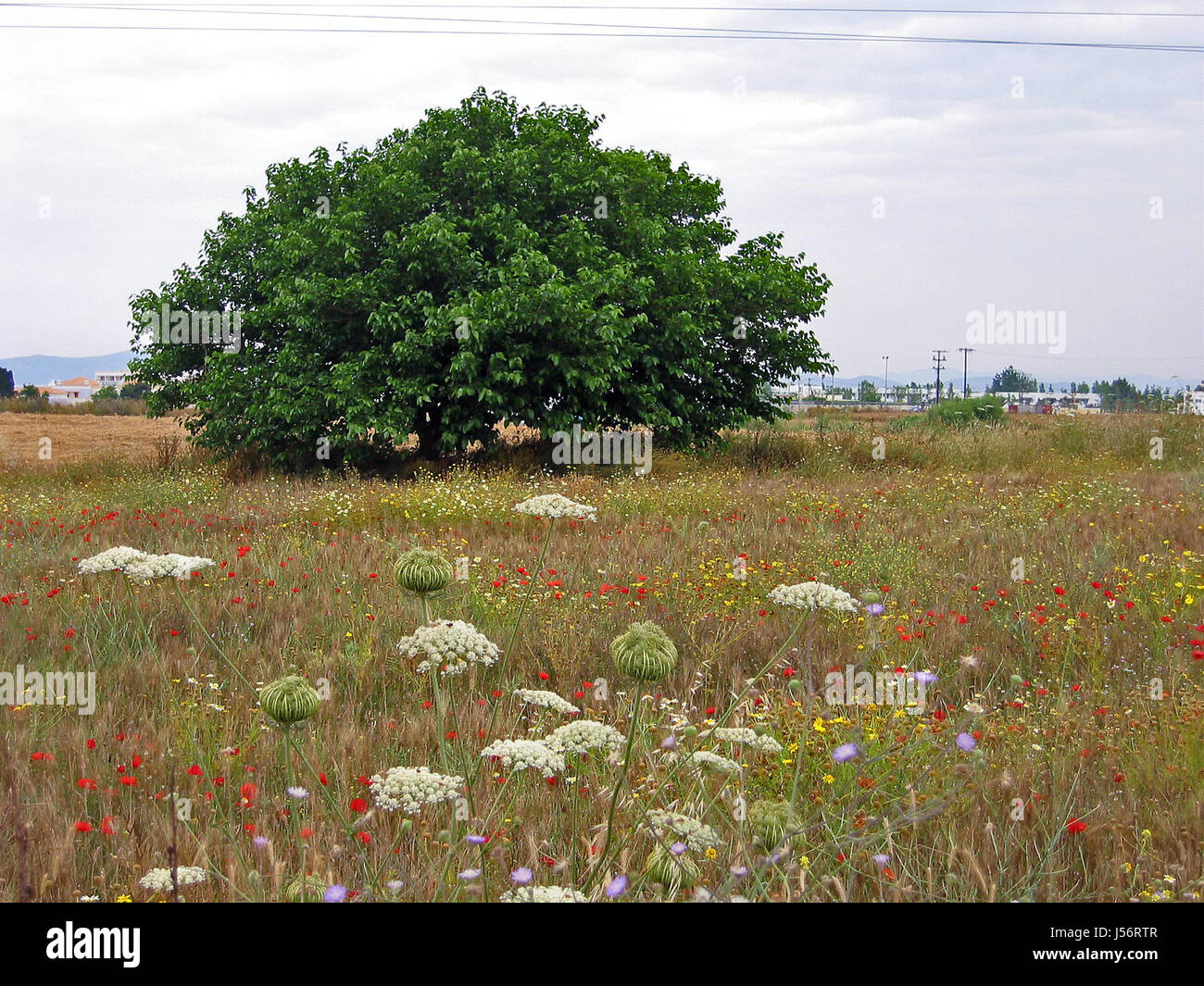 tree on kos Stock Photo - Alamy