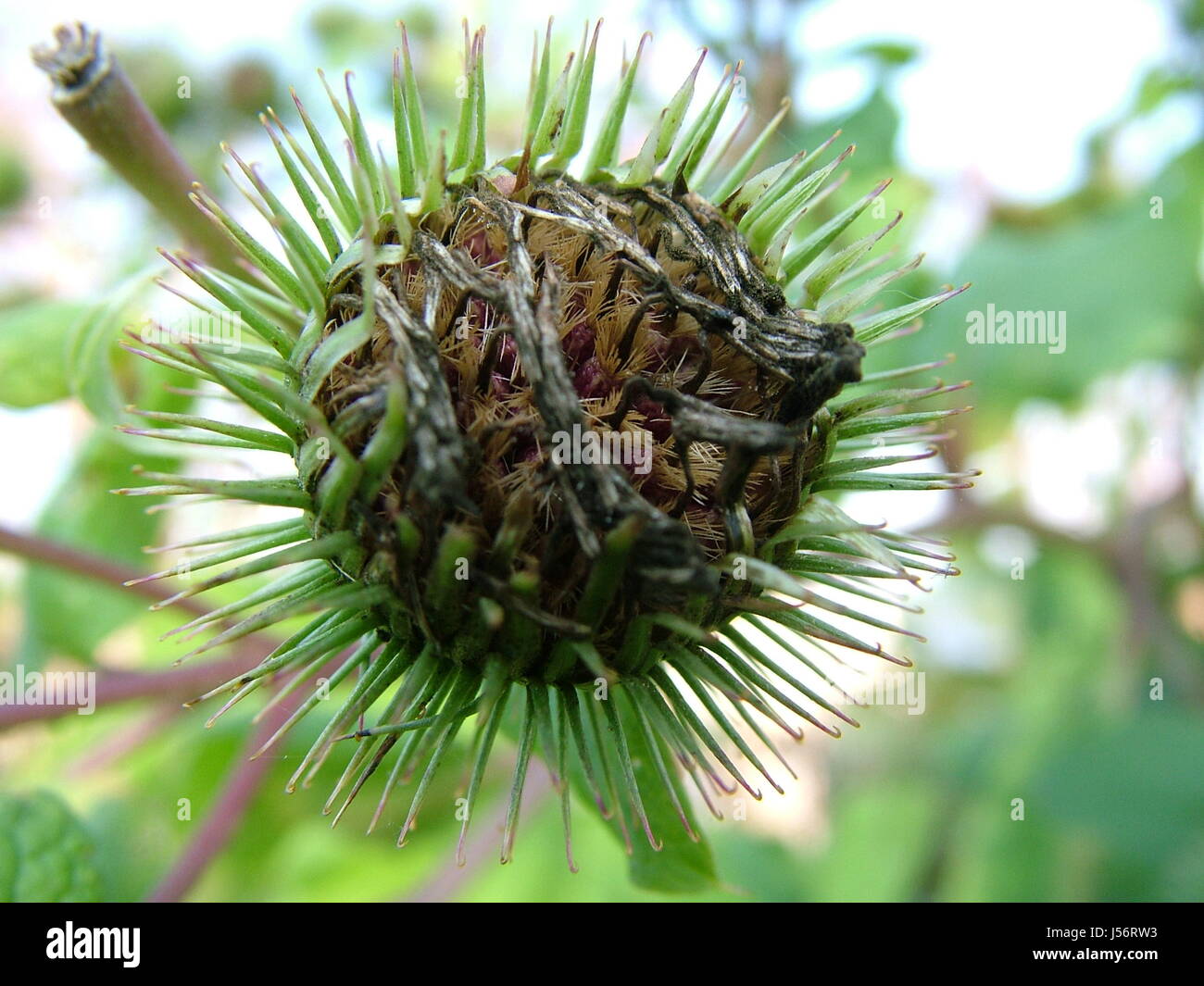 highly hakelige thing Stock Photo - Alamy