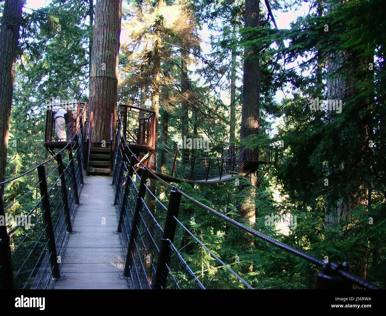 Firs among trees hi-res stock photography and images - Alamy