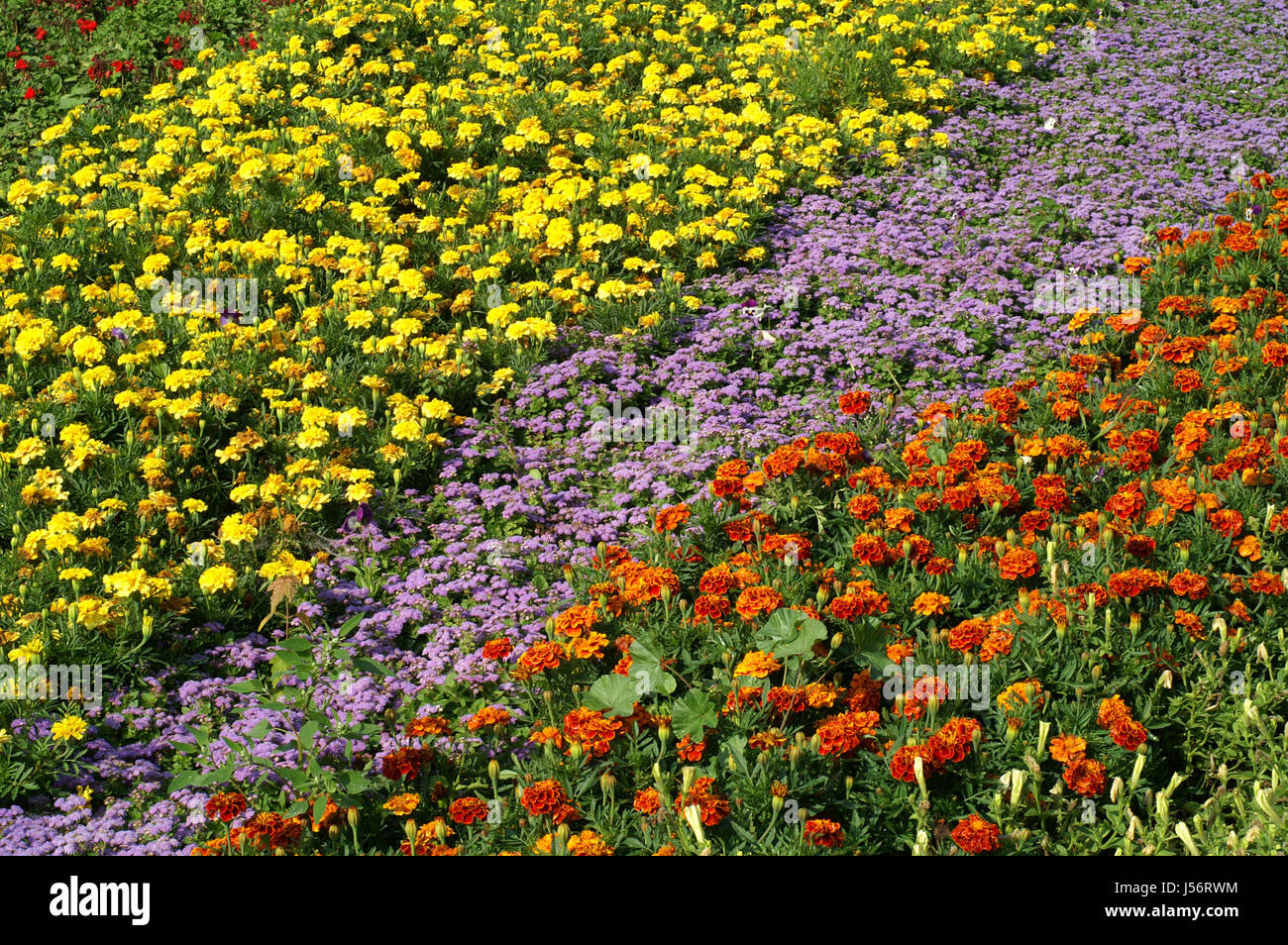 play of colors Stock Photo - Alamy