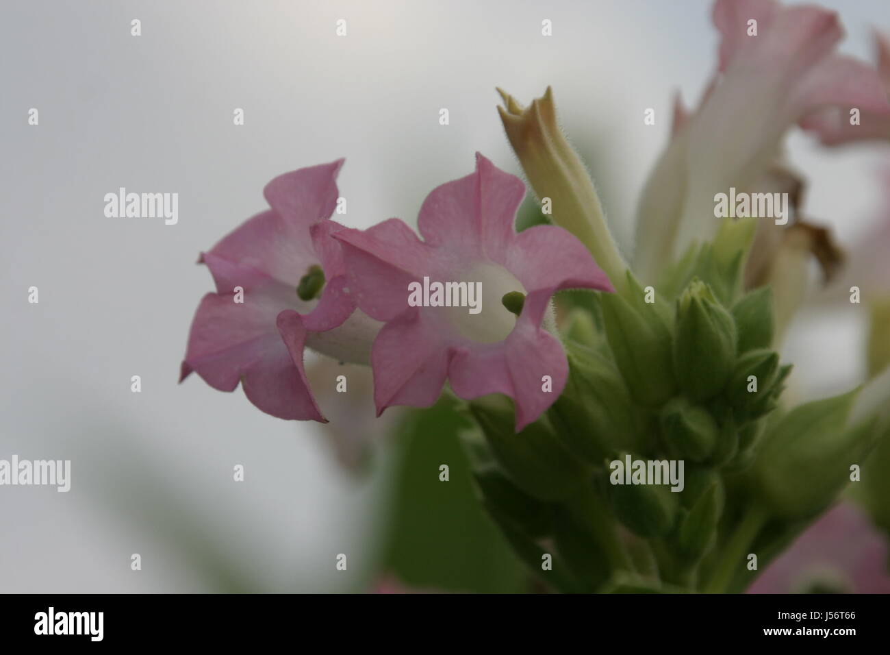 Tobacco flower hi-res stock photography and images - Alamy