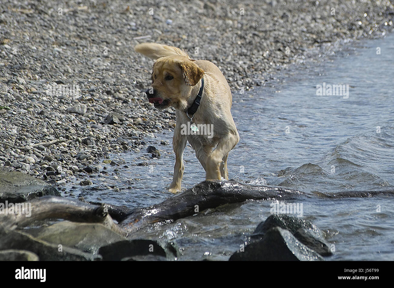 Dog shake mouth hi-res stock photography and images - Alamy