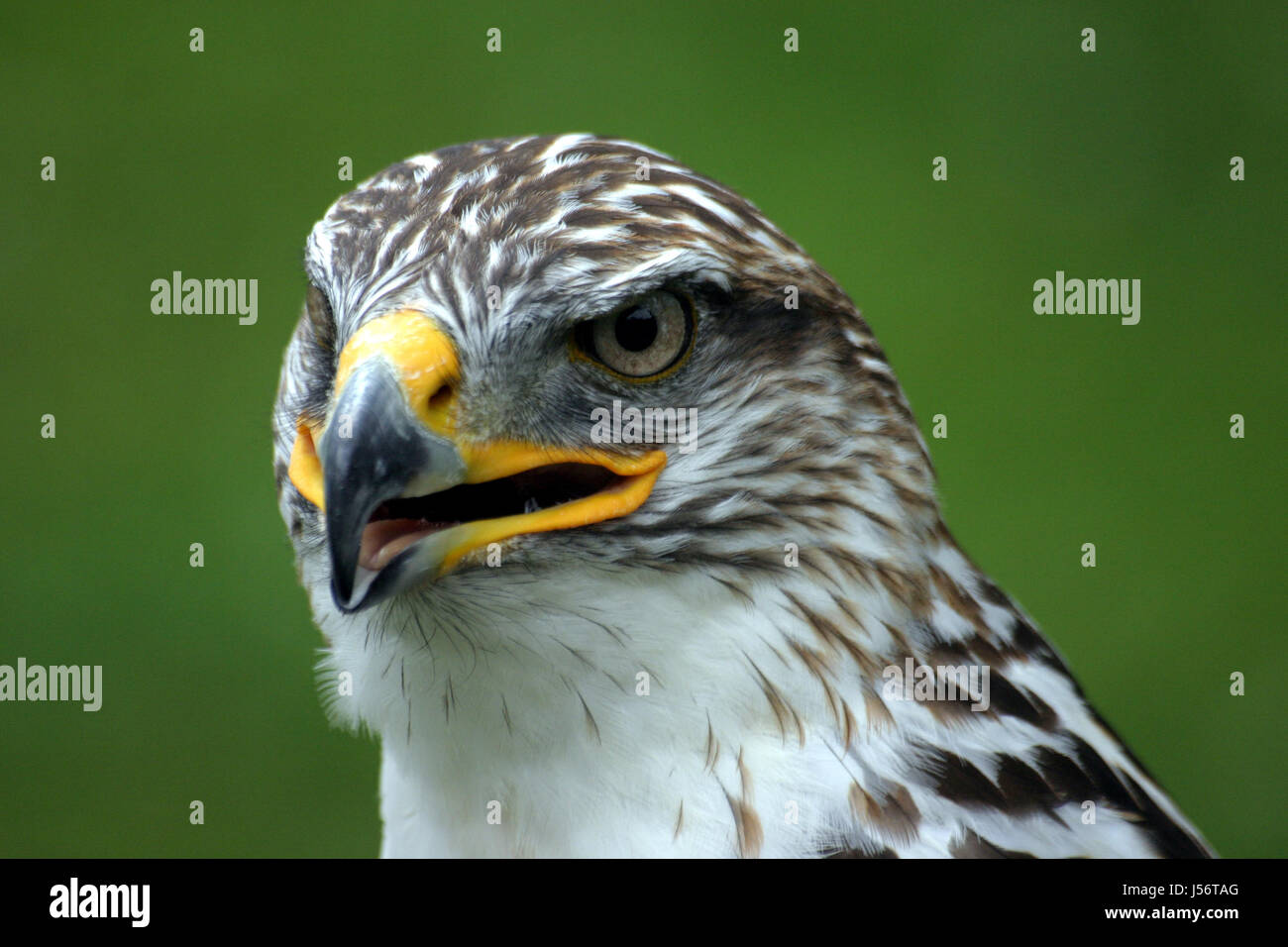 bird birds raptor birds of prey falconer falconry buzzard ...
