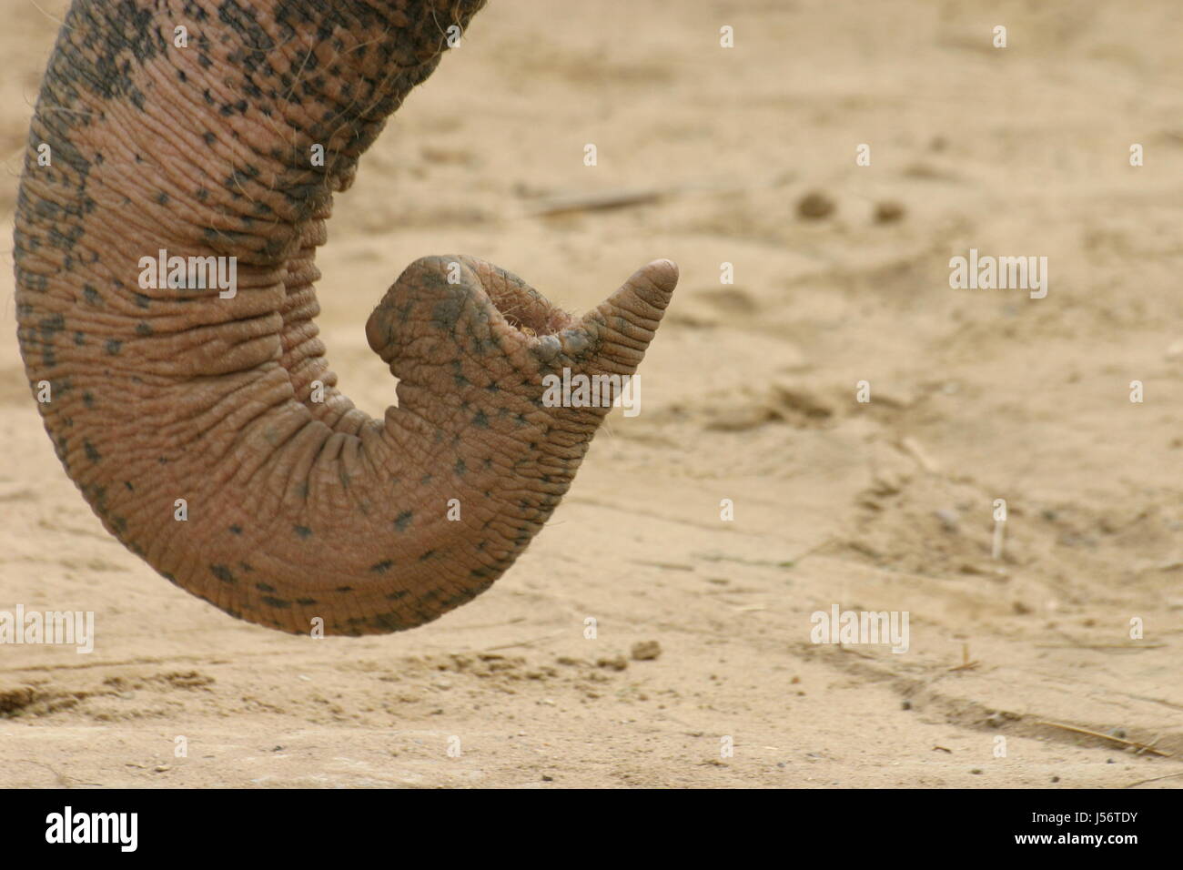 elephant proboscis sandy soil sands sand elephantidae afrikanischer ...