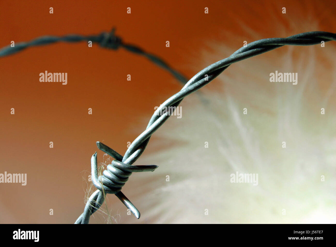 detail animals agriculture farming skin prickle brig jail teddy teddy ...