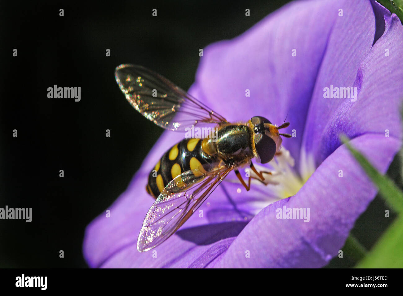 Schwebfliege in der sommersonne hi-res stock photography and images - Alamy