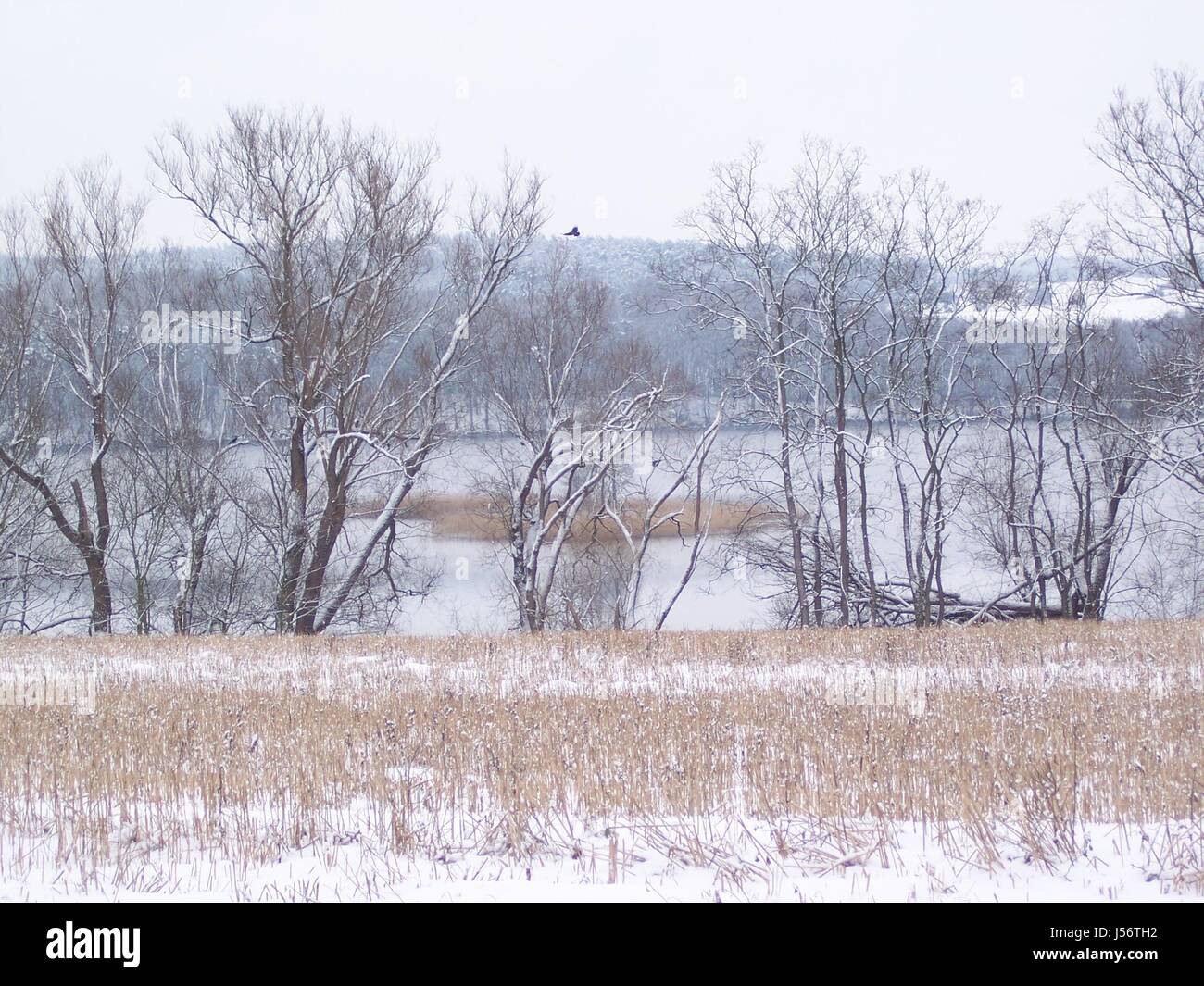 lake in winter Stock Photo - Alamy