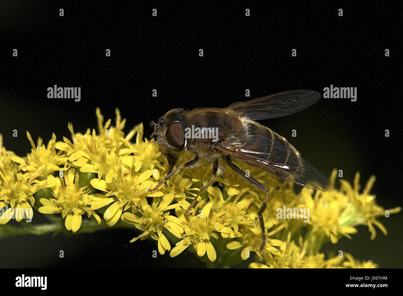 still ne fly (hover Stock Photo - Alamy