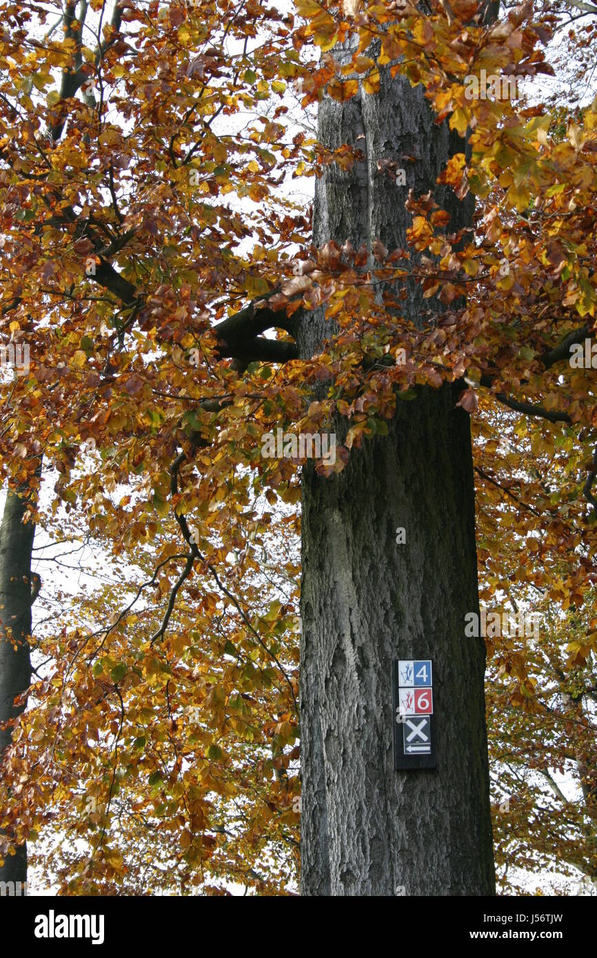 tree trees signpost autumn foliage path forest leaves foliage fall ...
