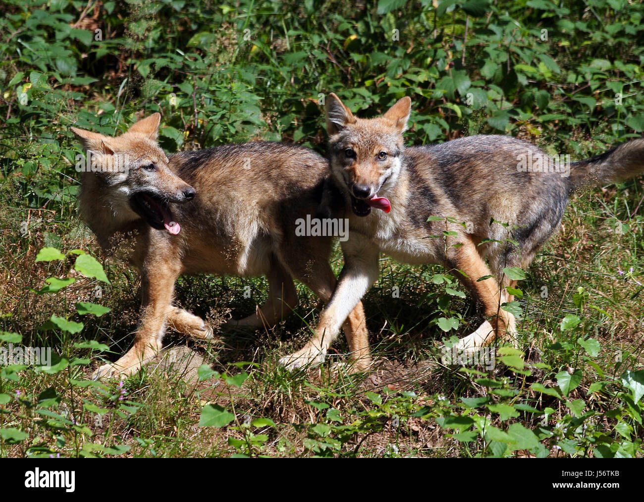 dogs puppy wolf free wolves young younger meadow grass lawn green ...