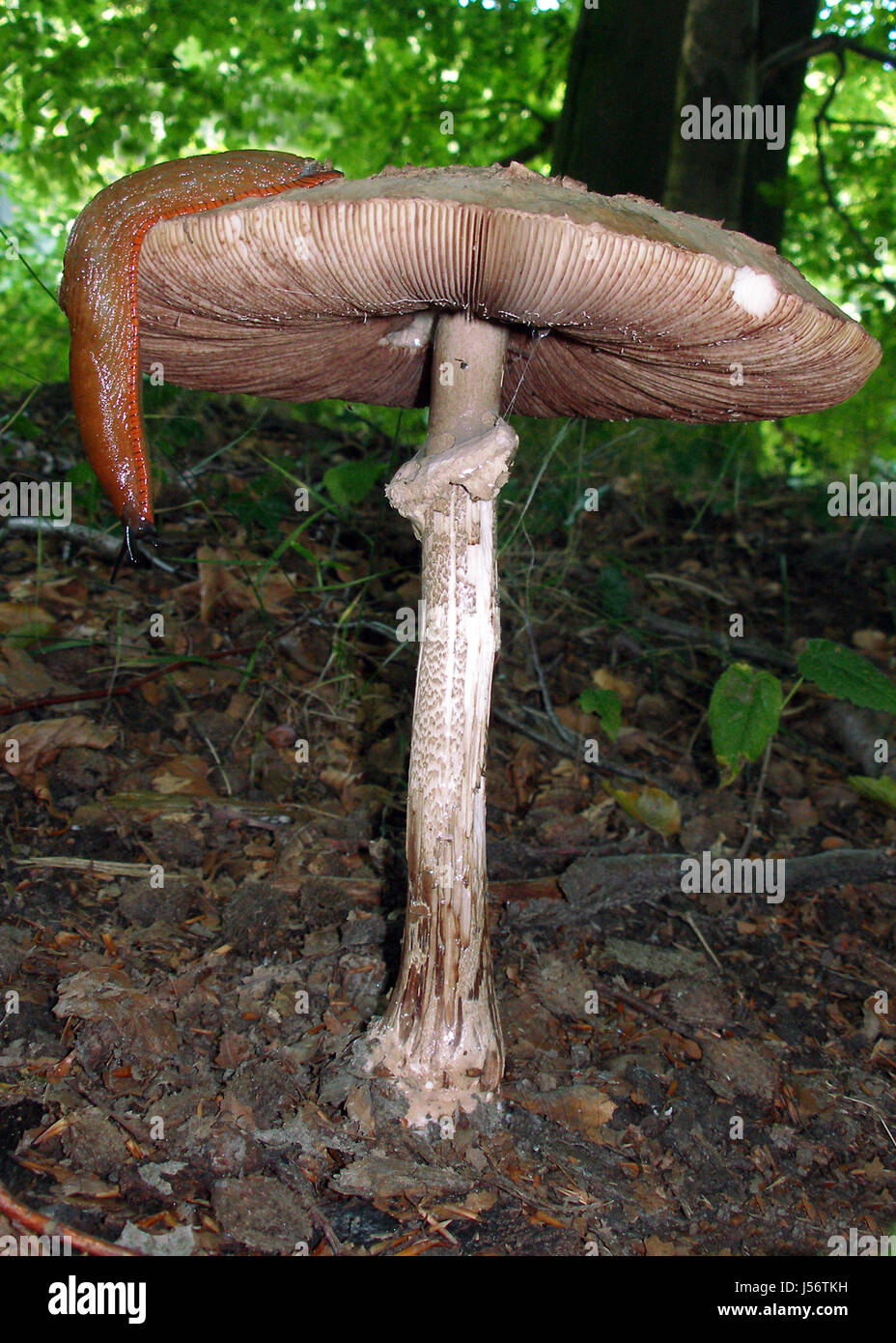 slug snail mushroom fungus slime hermaphrodite ruddiness red nature ...