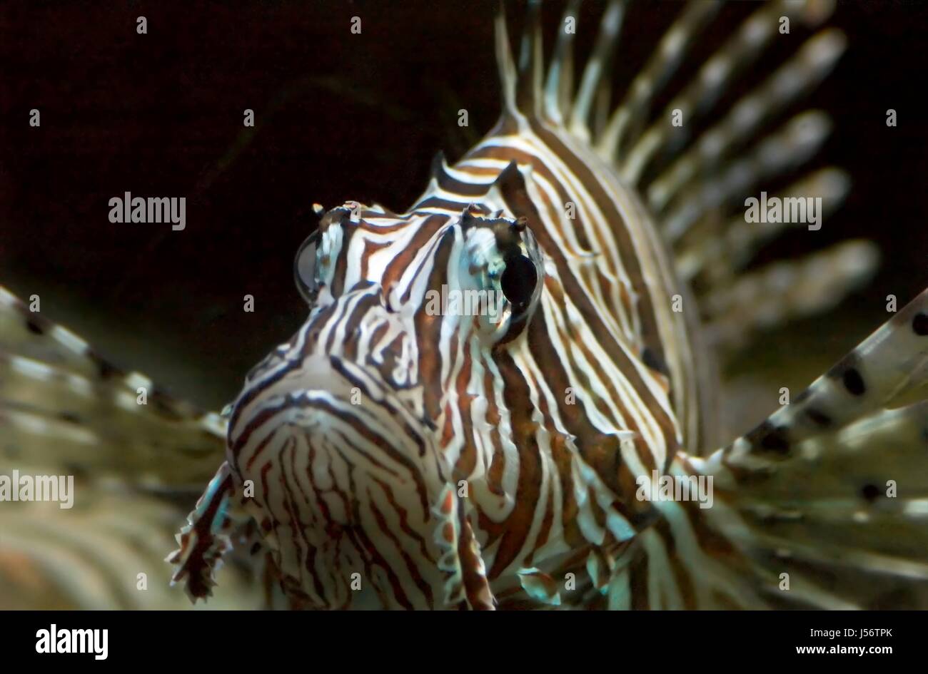 Poisonous red fire lionfish hi-res stock photography and images - Alamy