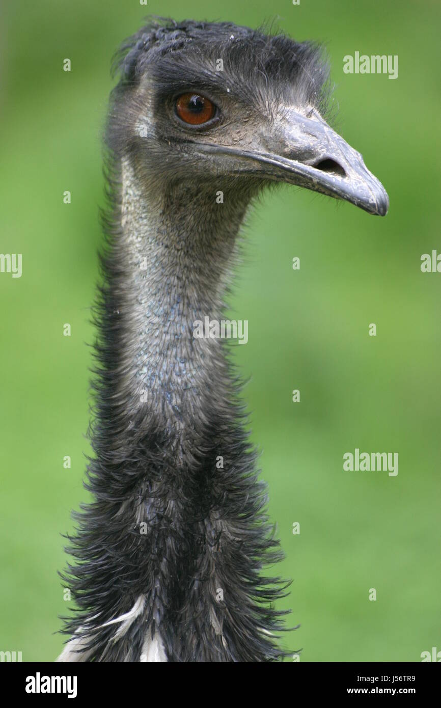 bird birds australia flightless cursorial birds emu grosser emu ...