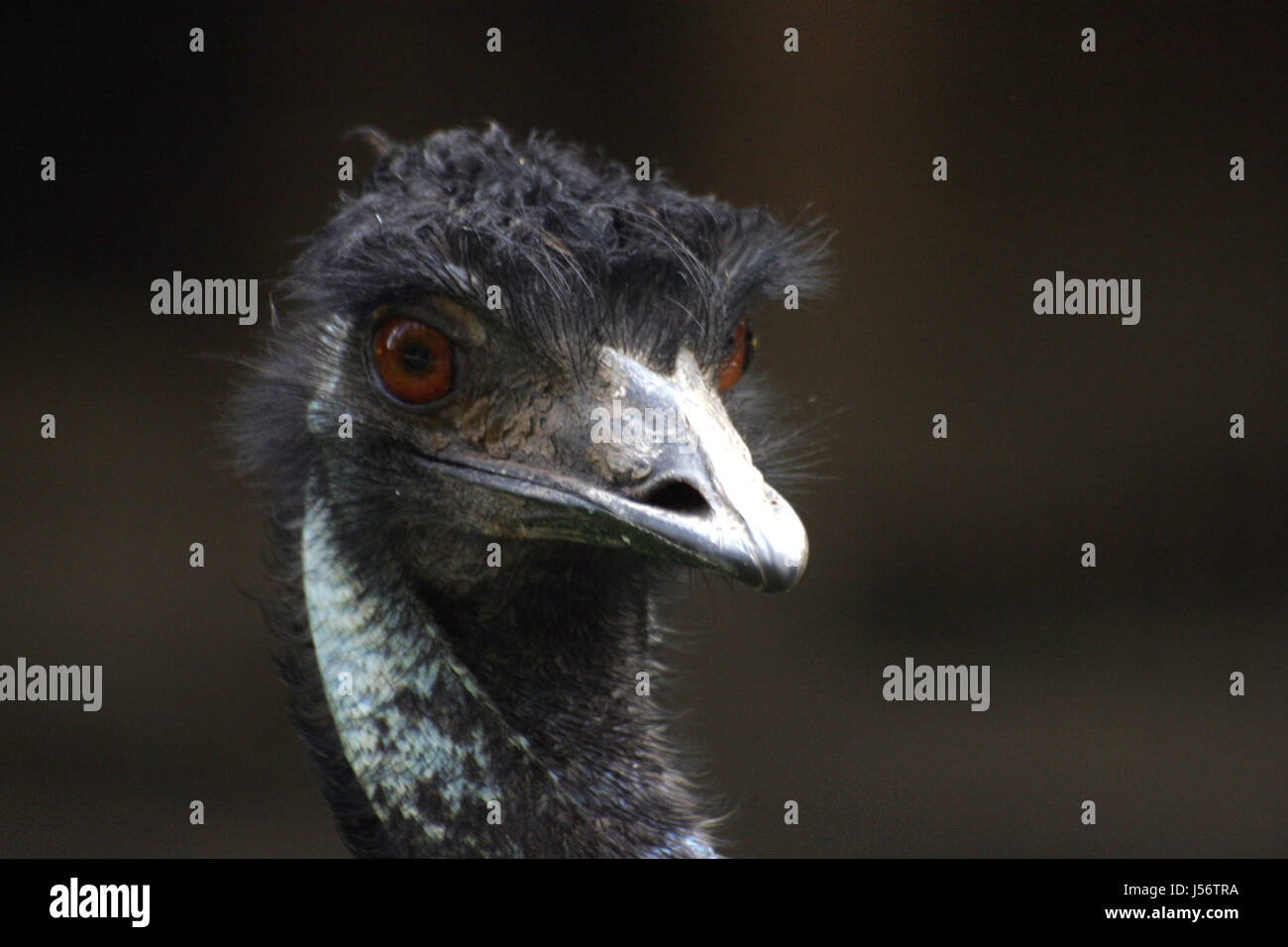 bird birds australia flightless cursorial birds emu grosser emu ...