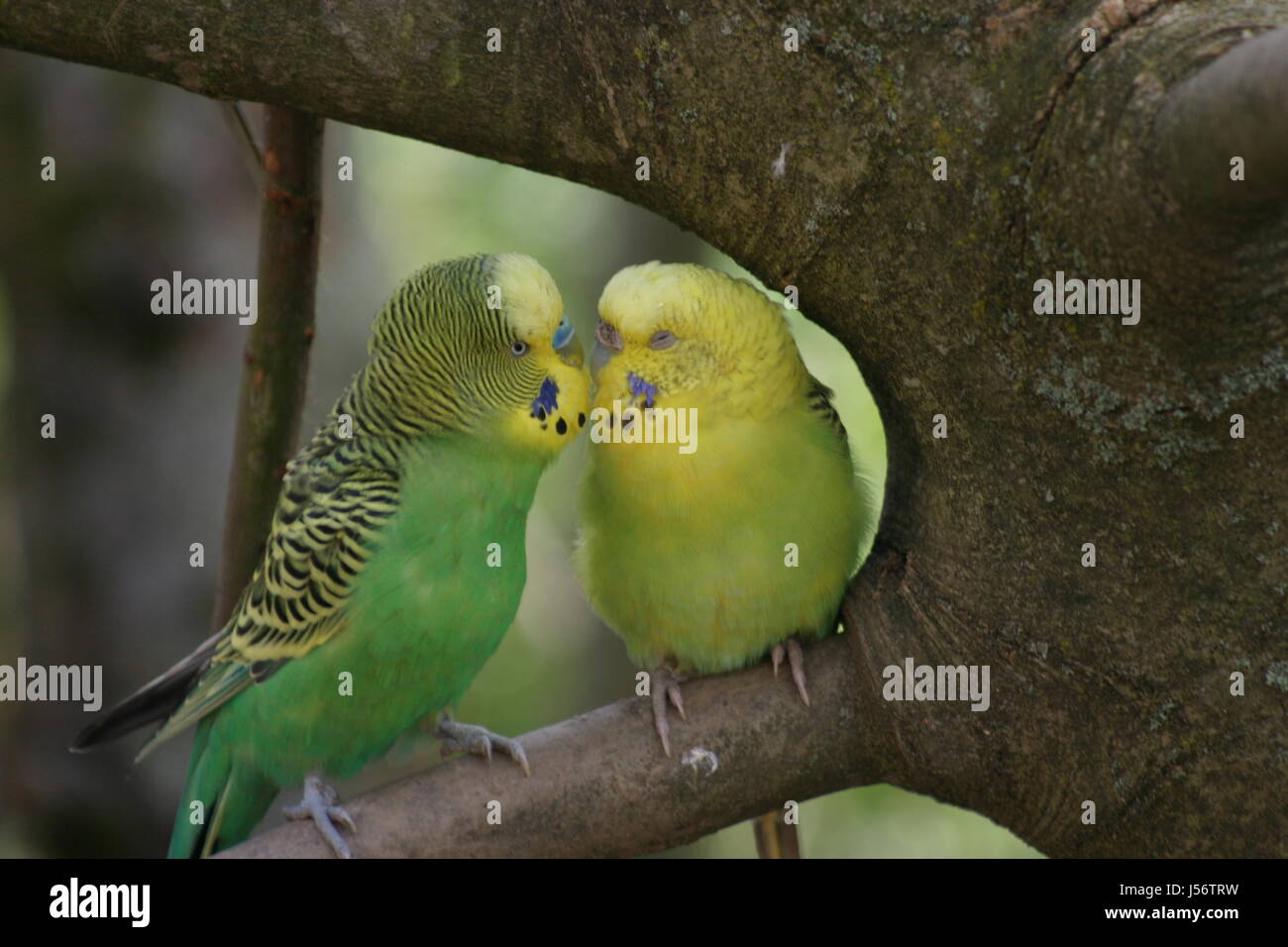 Budgerigars Singing
