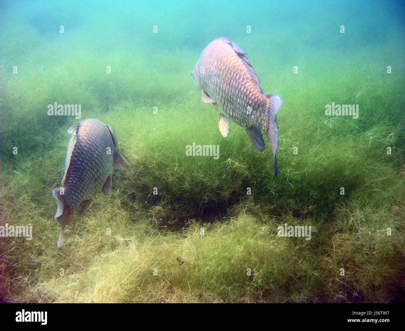 animal fish underwater series wildlife dive gable fresh water lake ...