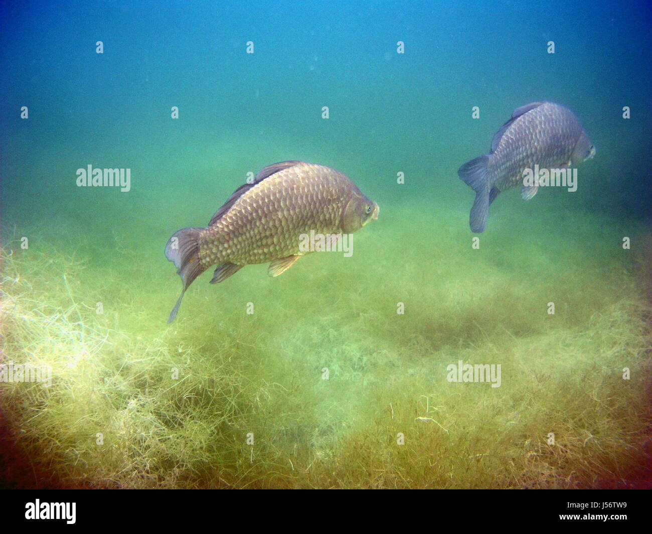 animal fish underwater series wildlife gable fresh water lake inland ...