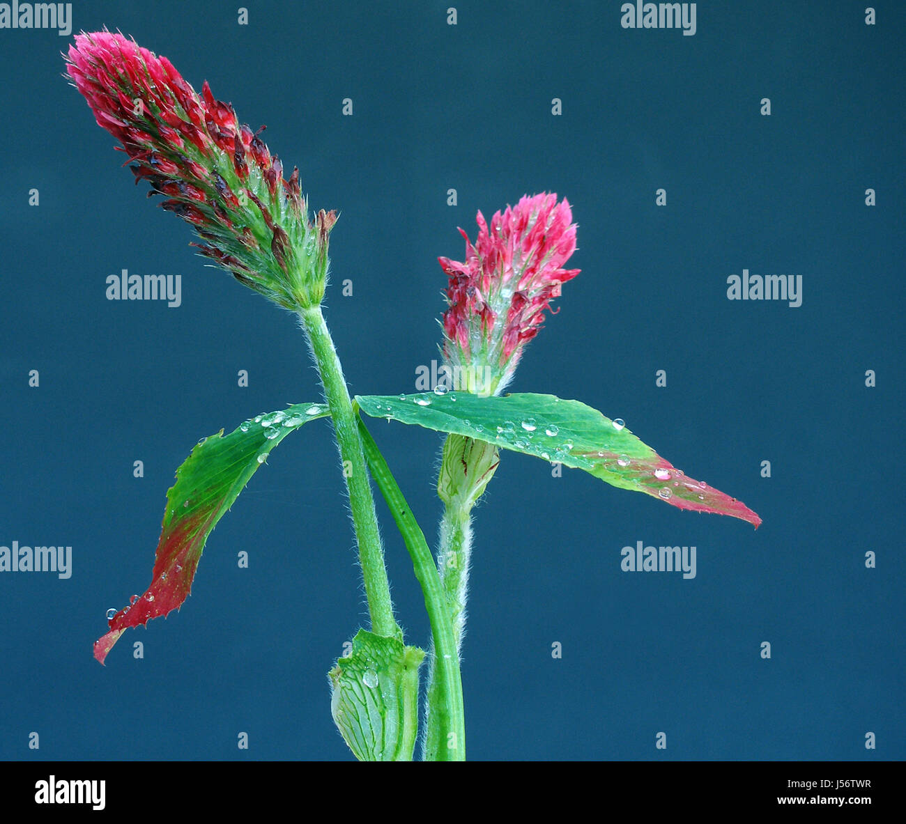 green meadow red pink drop drip drops seeping sopping drips rain ...