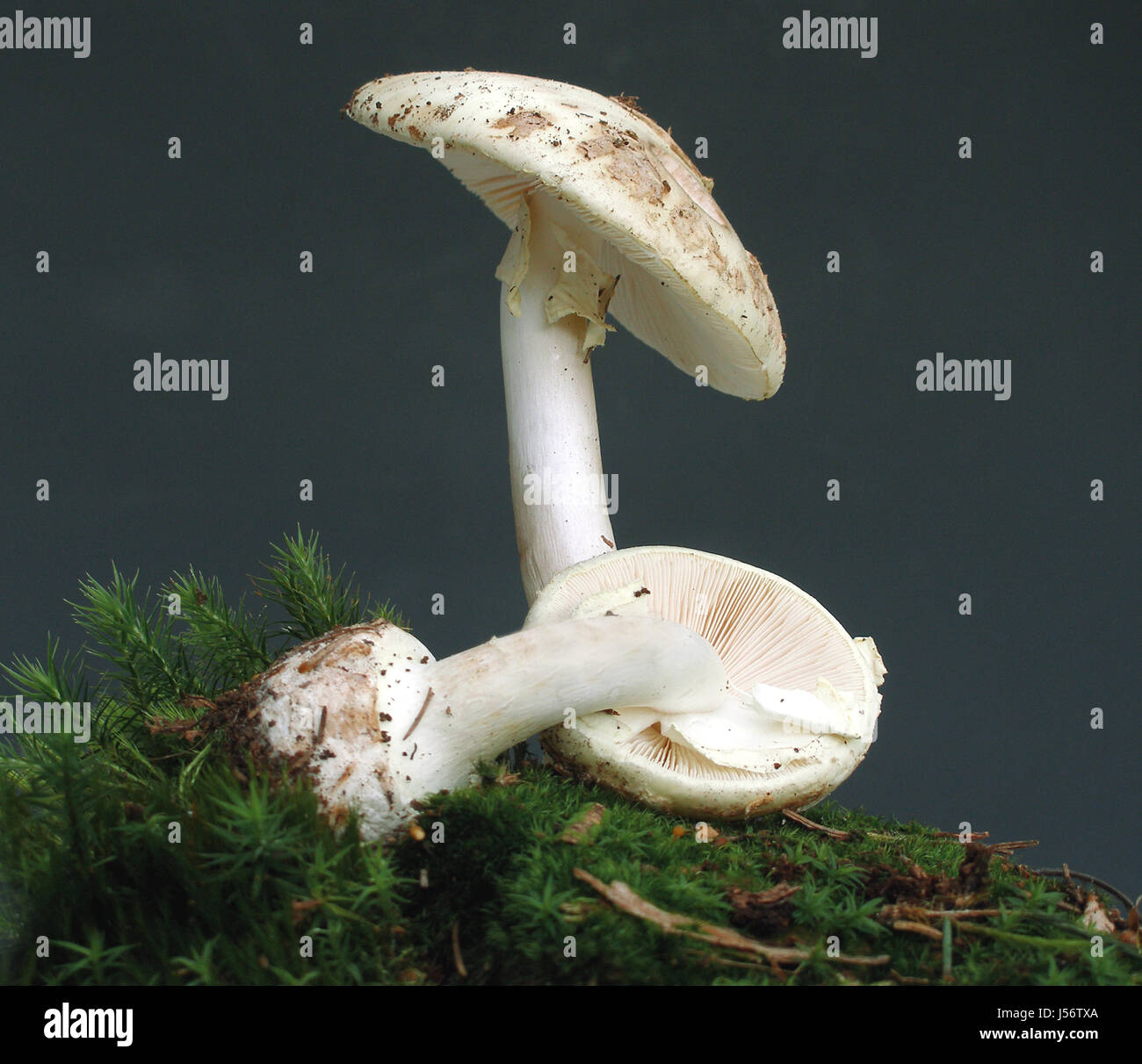 moss deadly forest toxic poisonous nature knollenbltterpilz ...