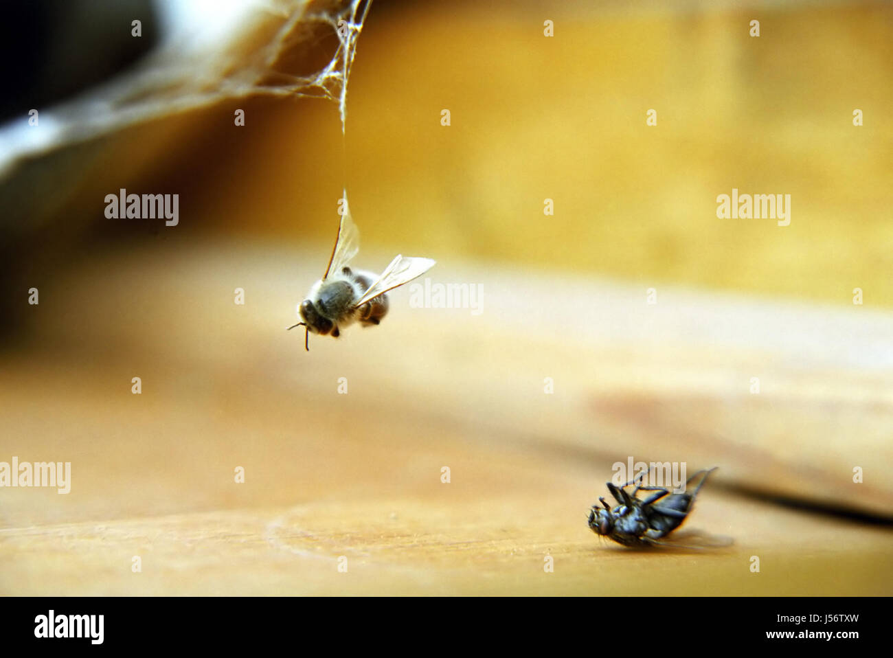 death insect insects wing lie lying lies fly wasp hang wasps window ...