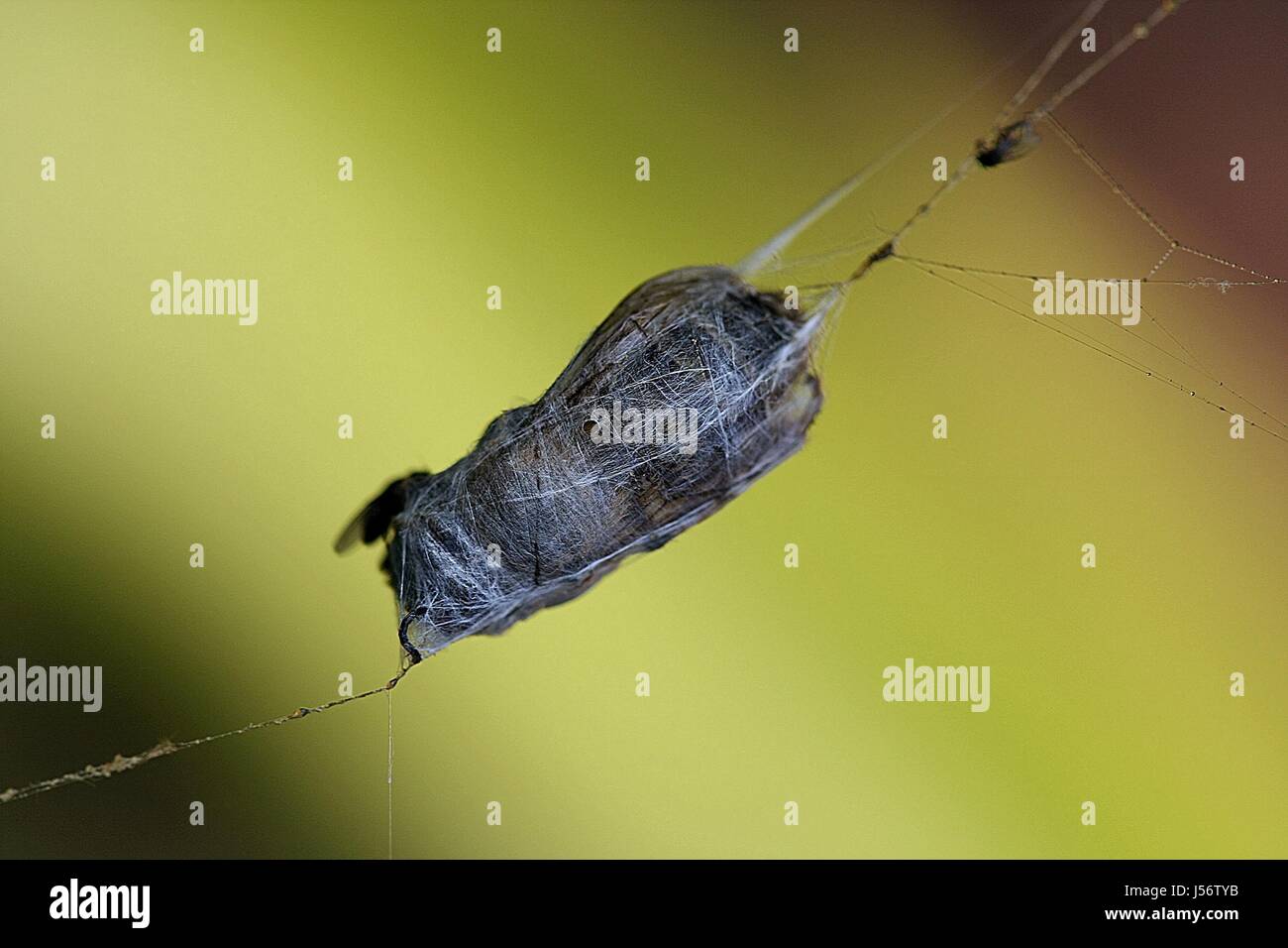 Spiders spinning webs hi-res stock photography and images - Alamy