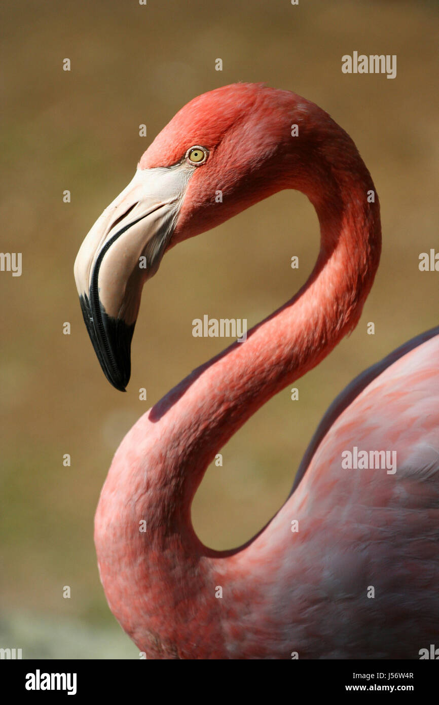 Zwergflamingo hi-res stock photography and images - Alamy