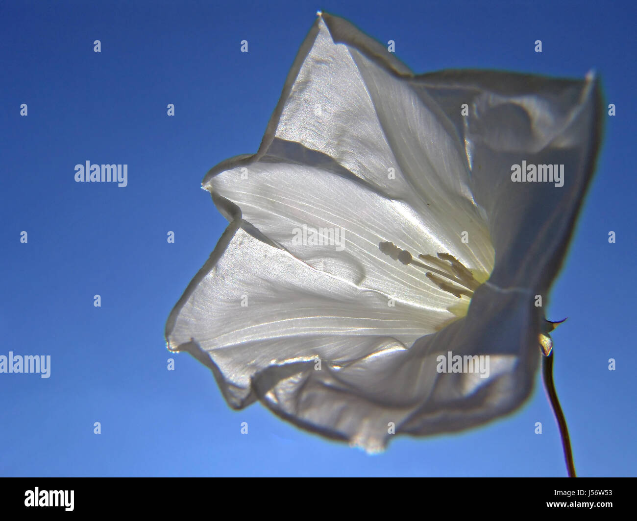 shine shines bright lucent light serene luminous flower flowers plant ...