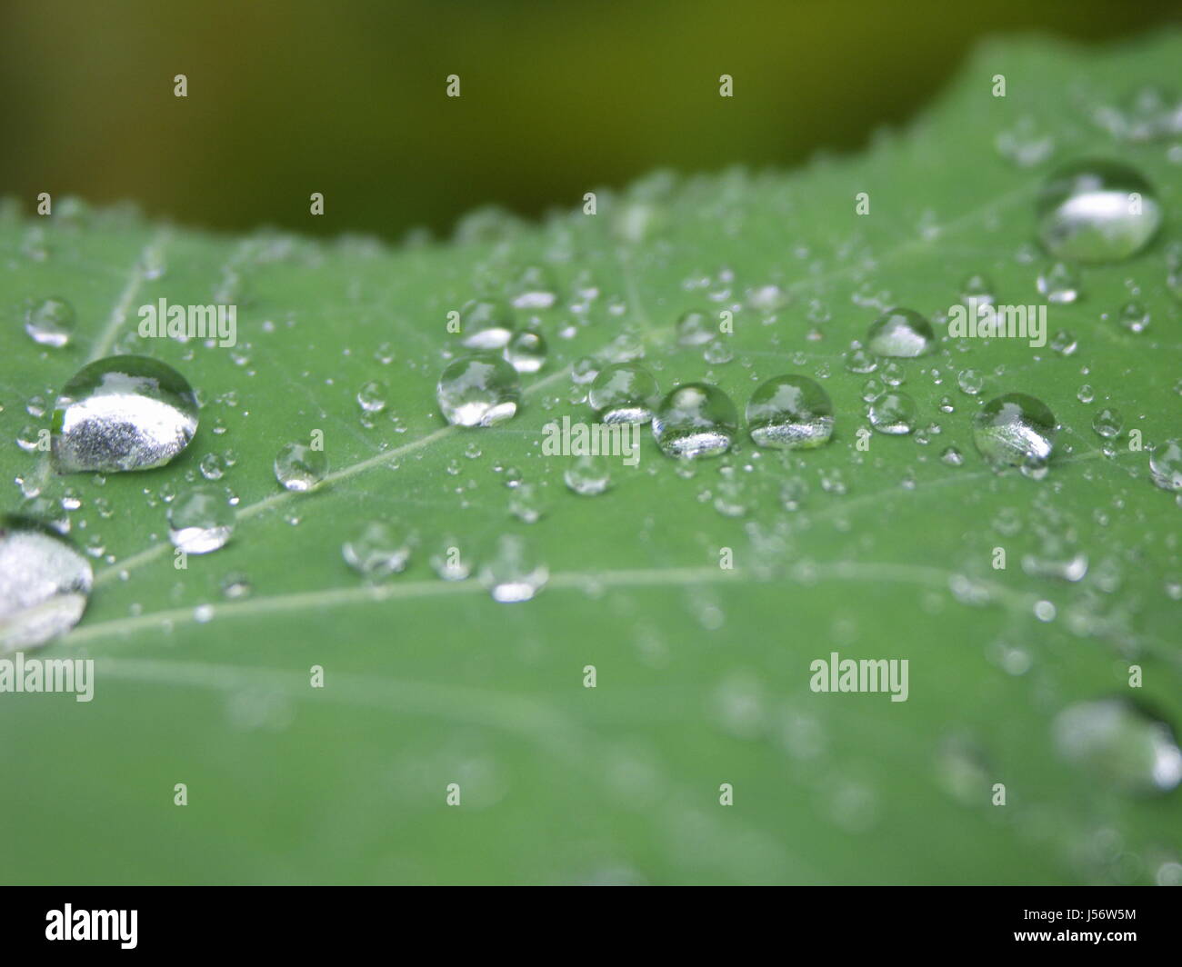 green raindrop rainy day page sheet water drop drip drops seeping ...