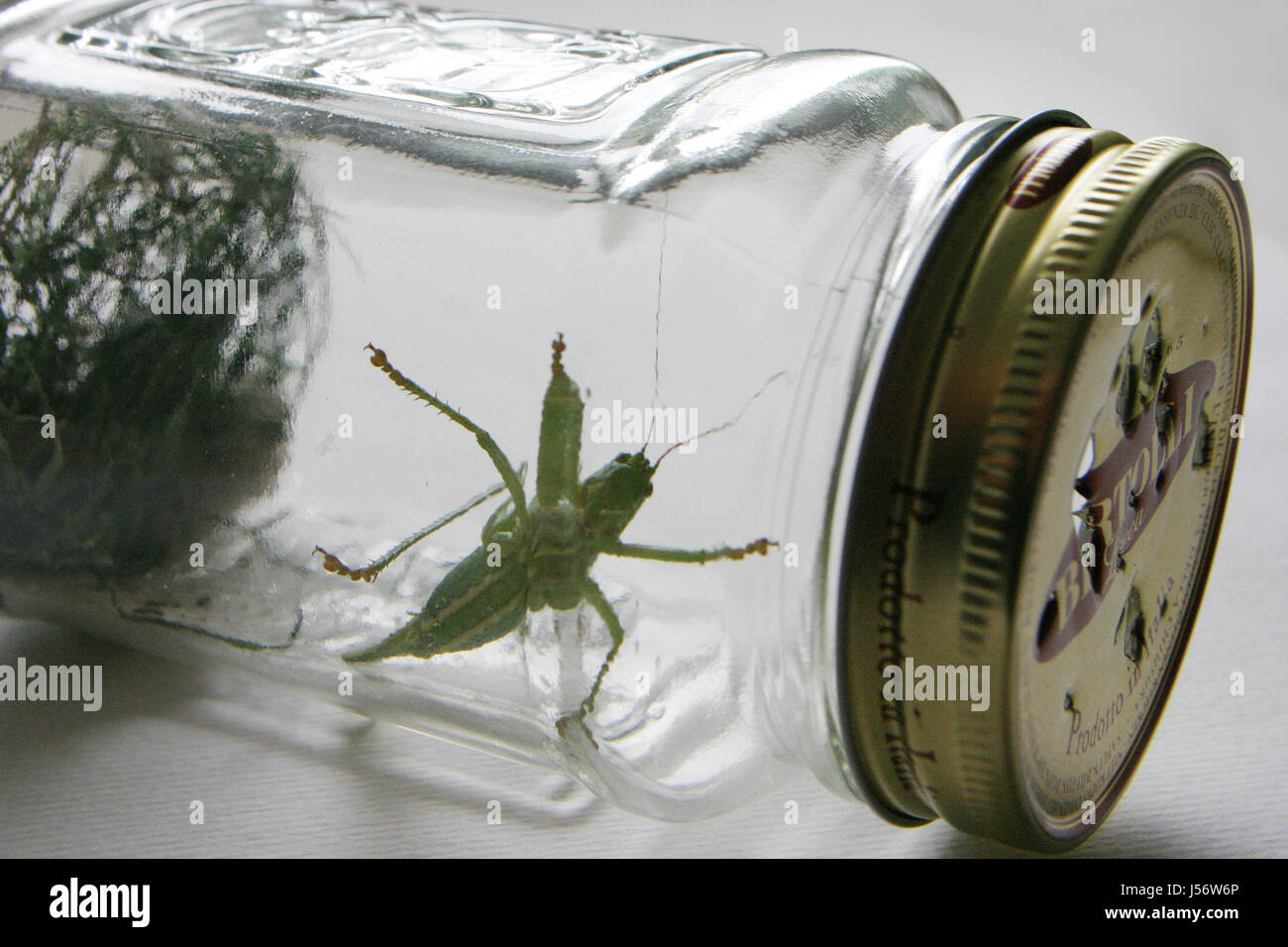Help insects hi-res stock photography and images - Alamy