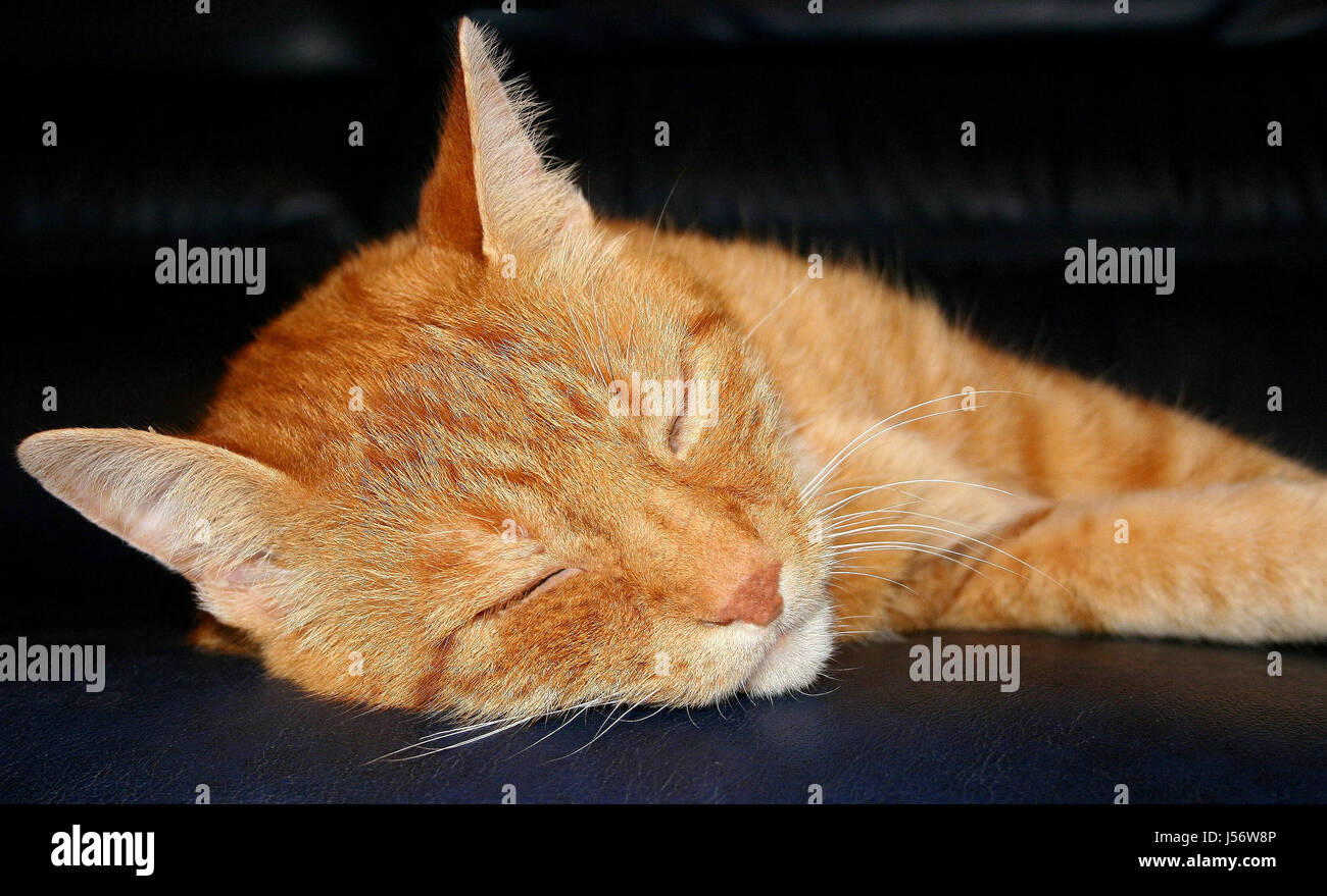 colour animal pet mammal relaxed lie lying lies radio silence quietness ...