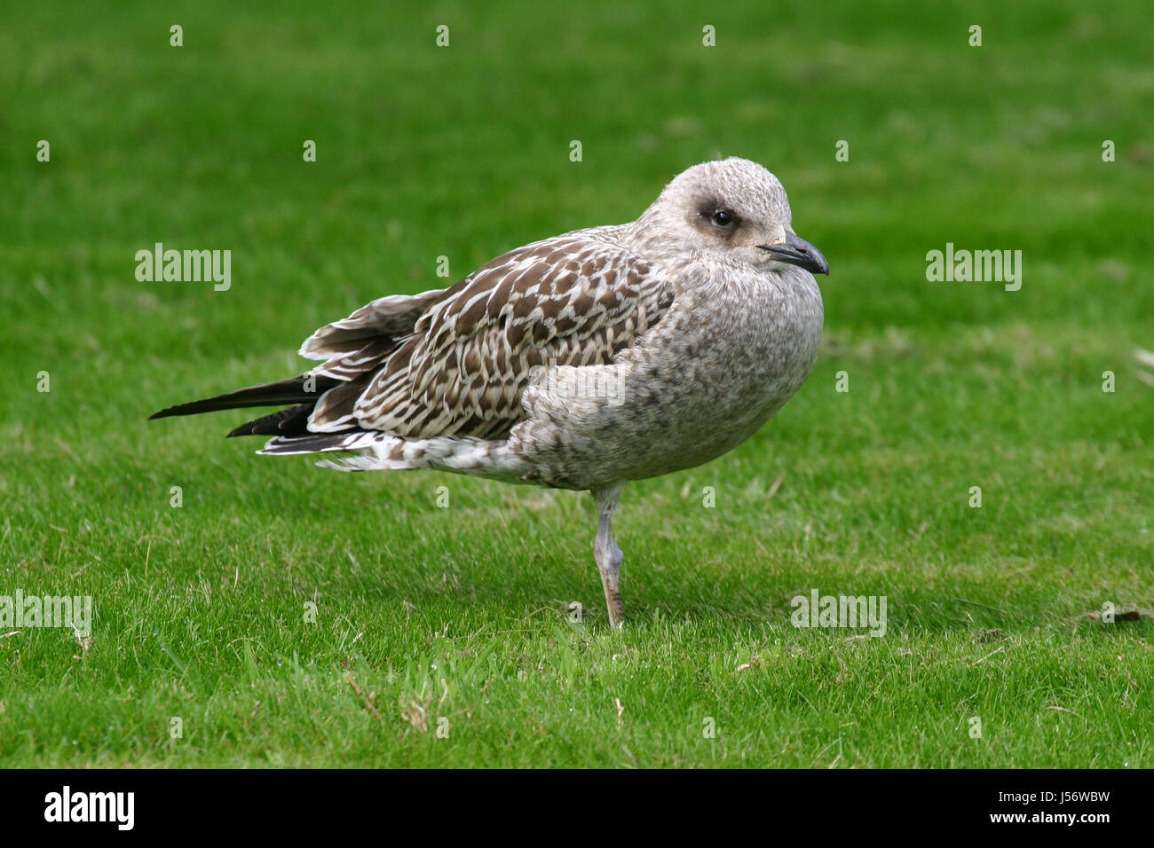 search picture Stock Photo - Alamy
