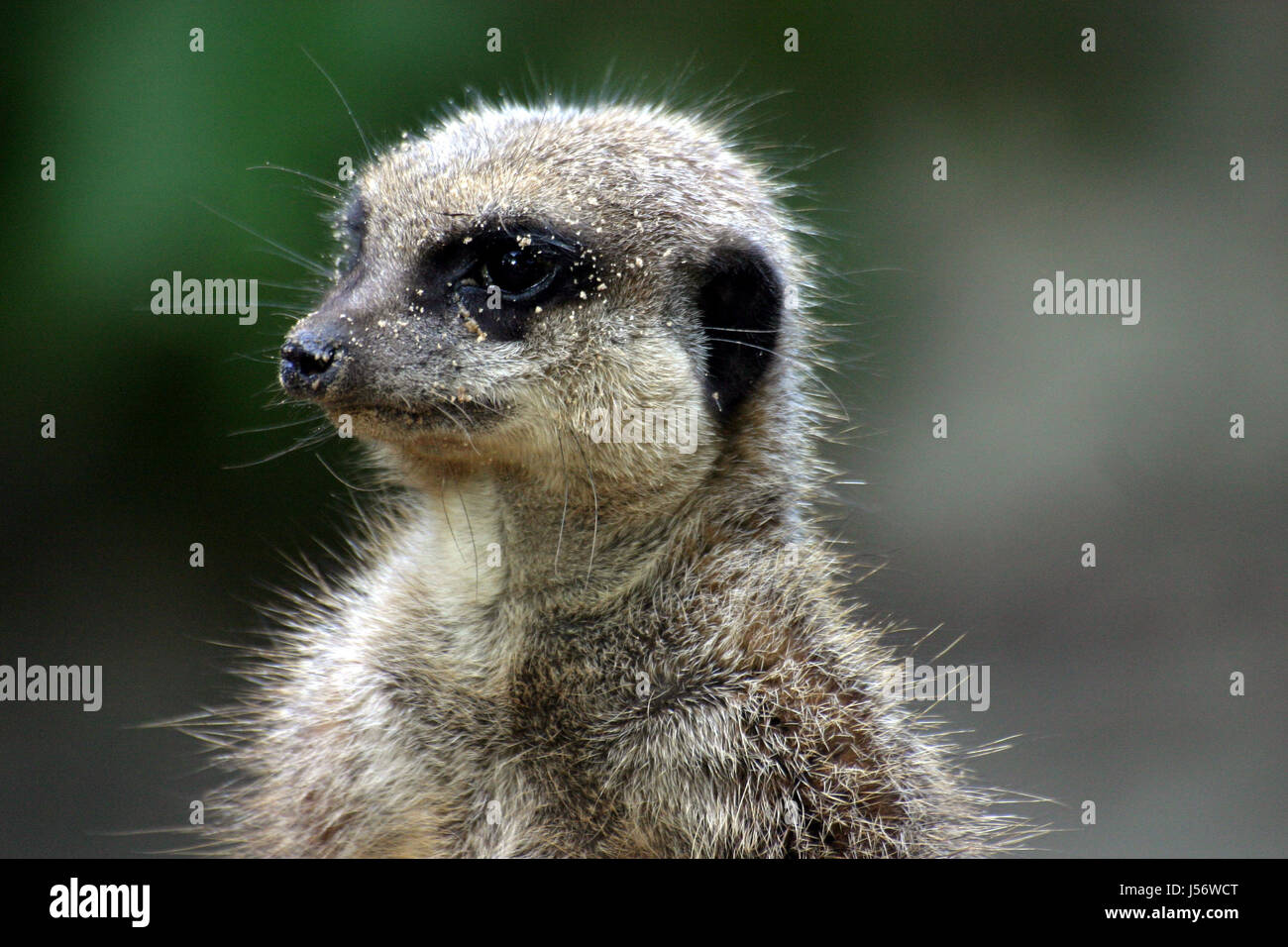 Sand burrowers hi-res stock photography and images - Alamy
