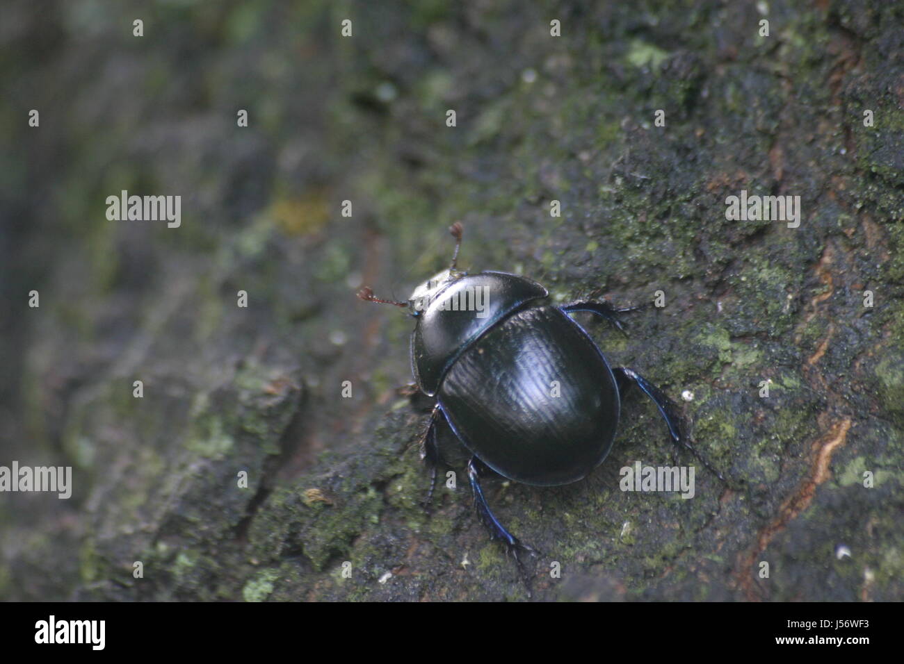 insect beetle bark dung beetle waldmistkfer anoplotrupes stercorosus ...