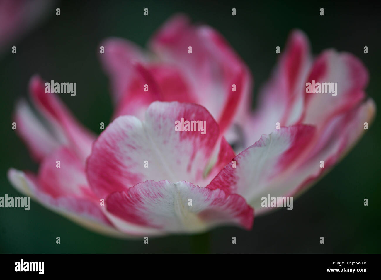 White tulip flower with red petal edges Tulips tulipa Maureen Double ...