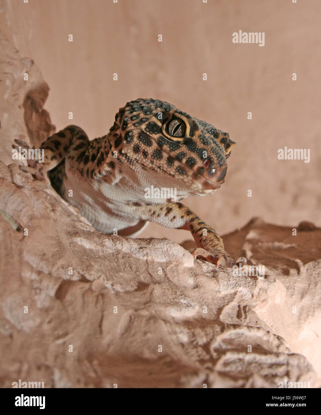 stone saurian eye organ rock terrarium quiet reptiles gecko critters ...