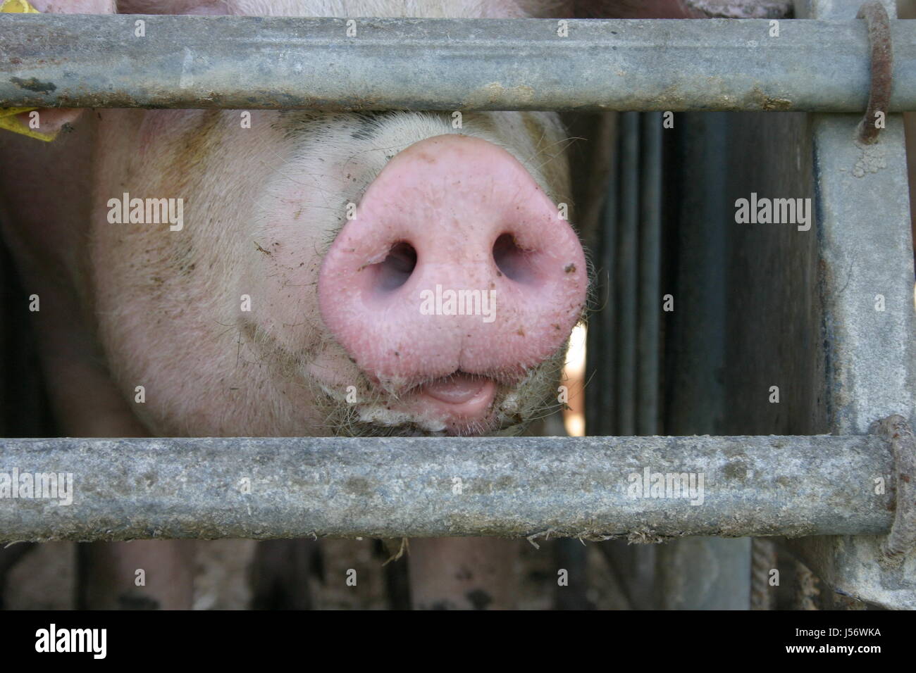 agriculture farming fence stable farm animal sty stock farming domestic ...