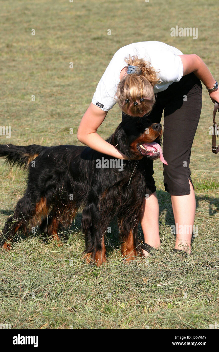 a very special great shank Stock Photo - Alamy