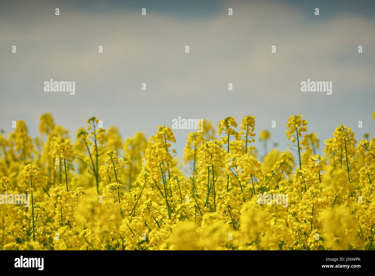 Blooming Rapeseed fields Brassica napus rape,[1] oilseed rape,rapa ...