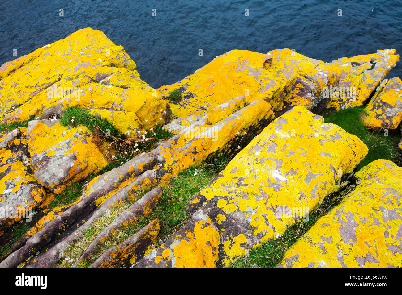 Yellow lichen on Torridonian sandstone cliffs on the coast near ...