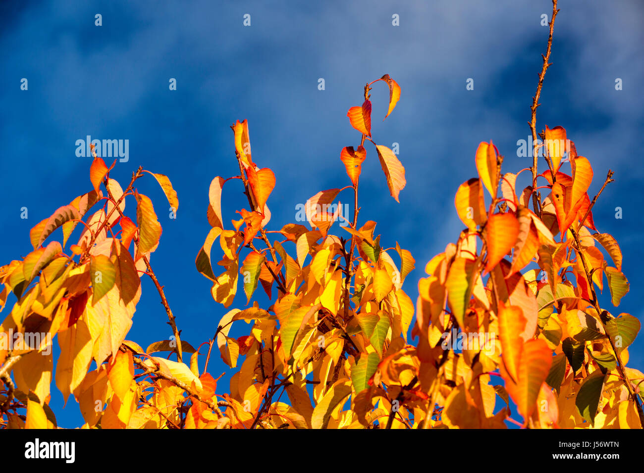 Ornamental cheery tree hi-res stock photography and images - Alamy