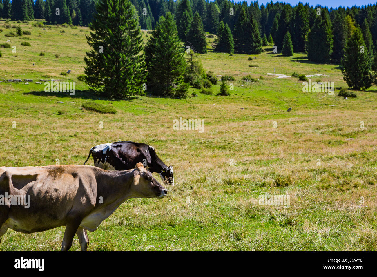 cows in a field in northern Italy Stock Photo - Alamy