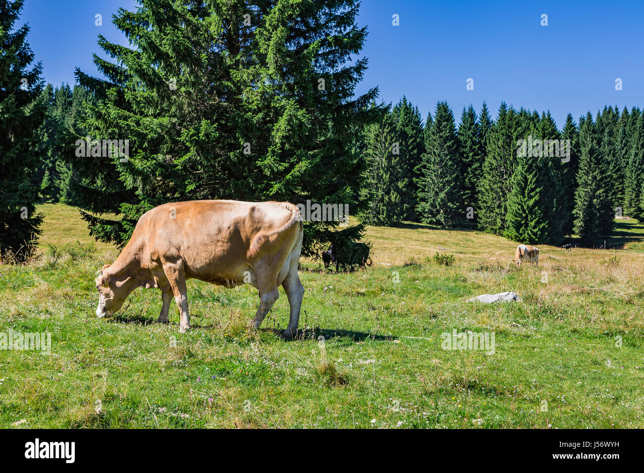 Organic Cow In A Pasture Stock Photo - Alamy